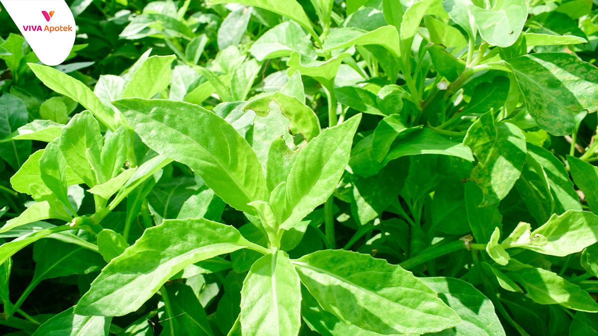 Inilah Deretan Manfaat Daun Sambung Nyawa untuk Kesehatan - VIVA Apotek