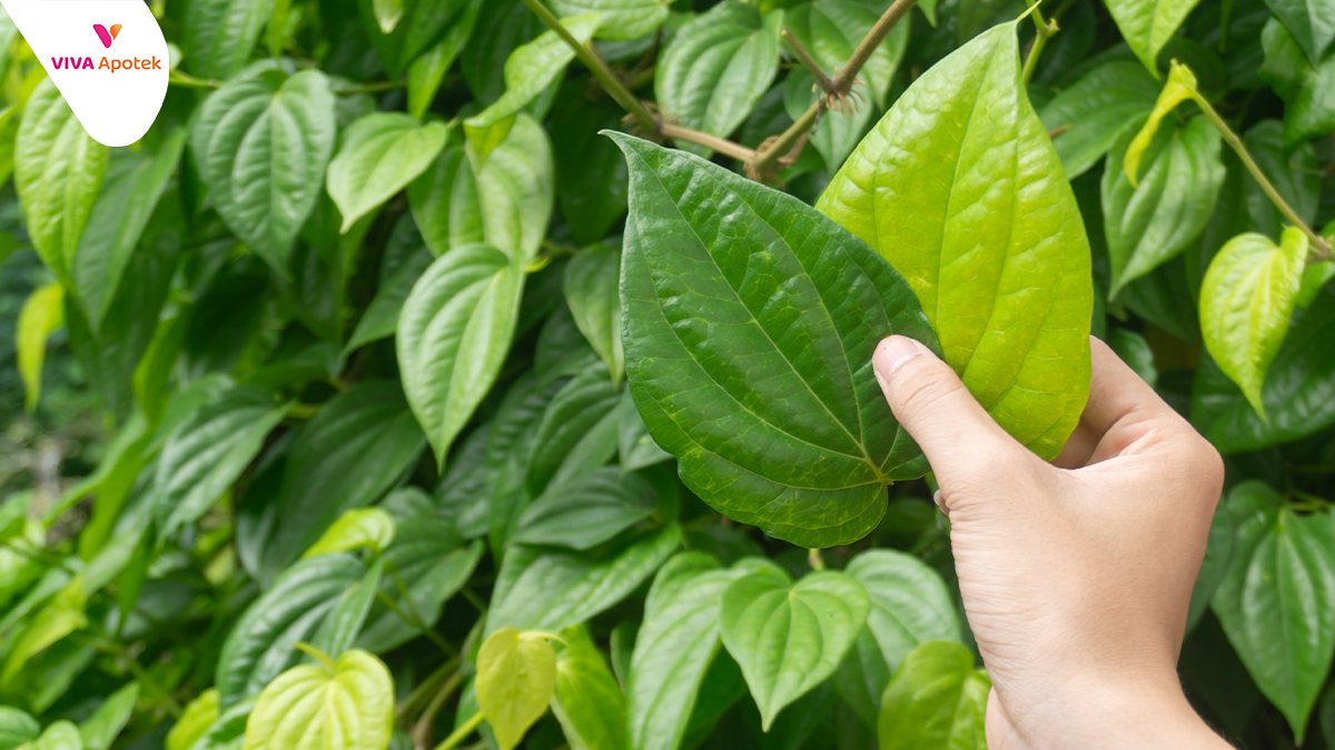 6 Manfaat Daun Gaharu Bagi Kesehatan Dan Jiwa